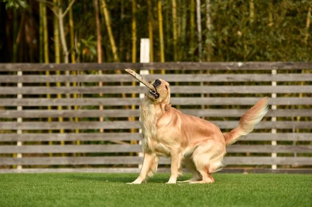 Dog Run ＆ Cafe BLESS | ドッグラン ＆ カフェ ブレス