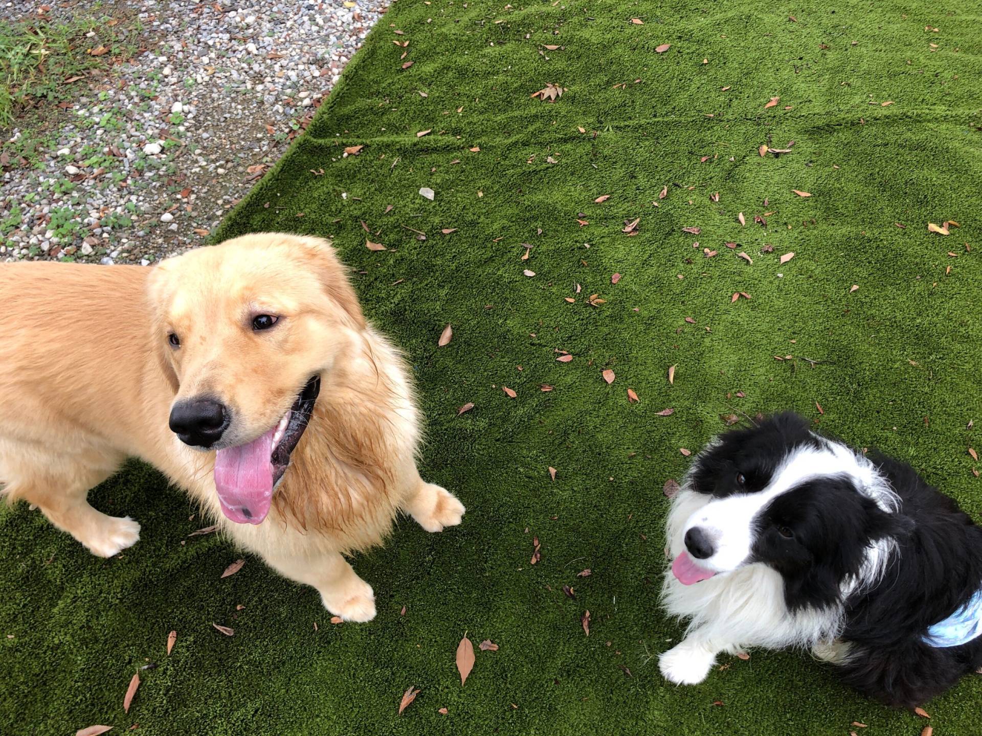 Dog Run ＆ Cafe BLESS | ドッグラン ＆ カフェ ブレス